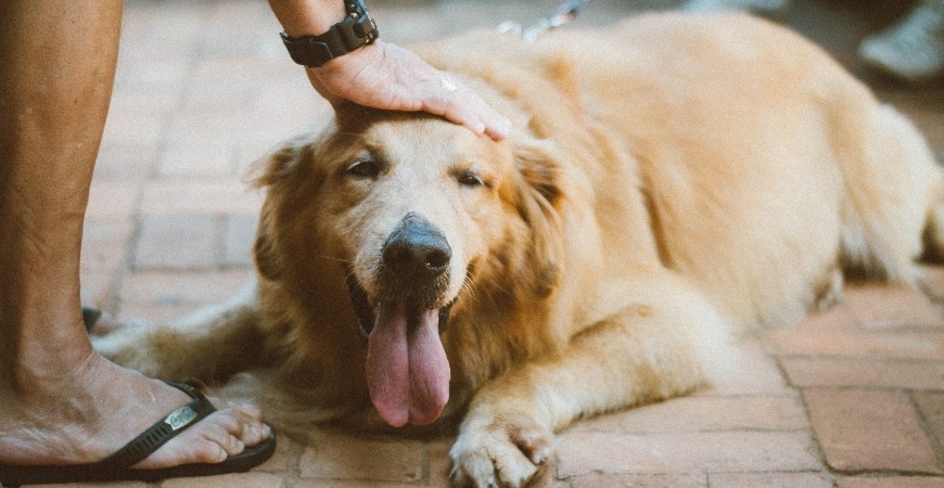 ¡Perro con sobrepeso! Sigue nuestras recomendaciones