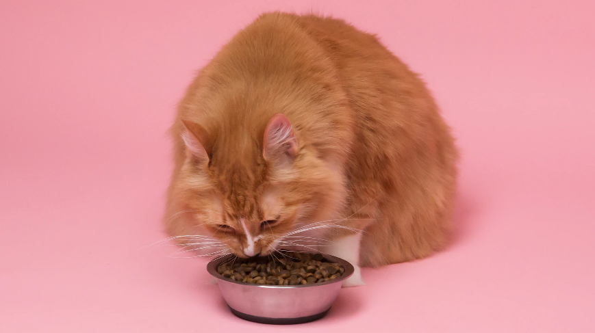 Razones para escoger la comida seca para mascotas